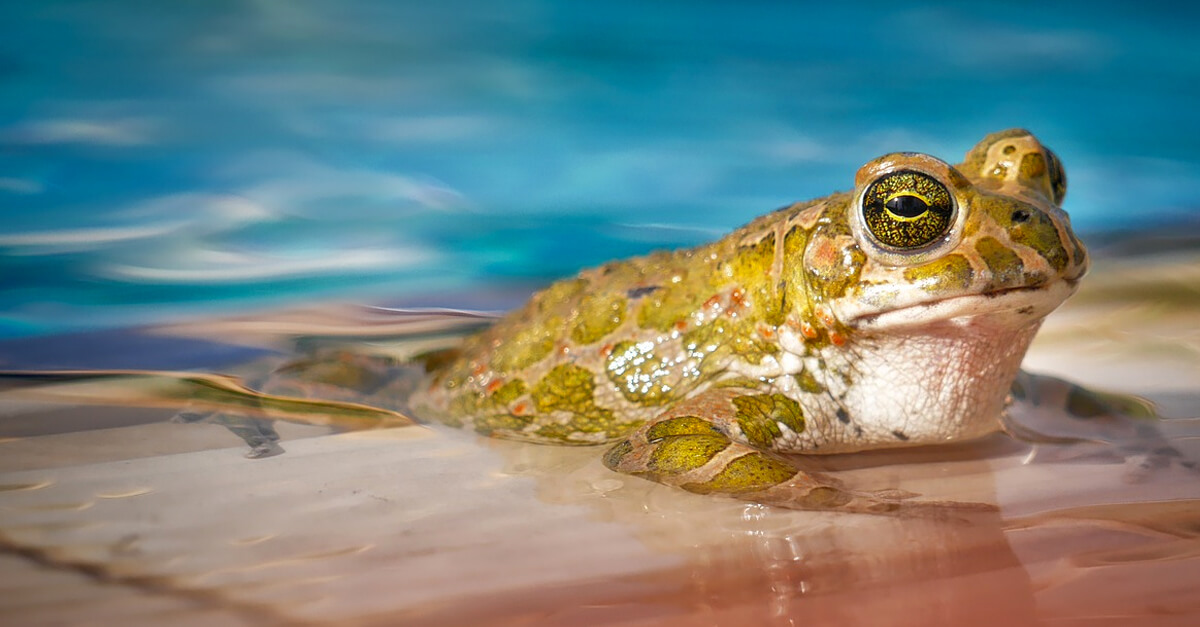 The Truth About Frogs Killed for Dissection | PETA Kids