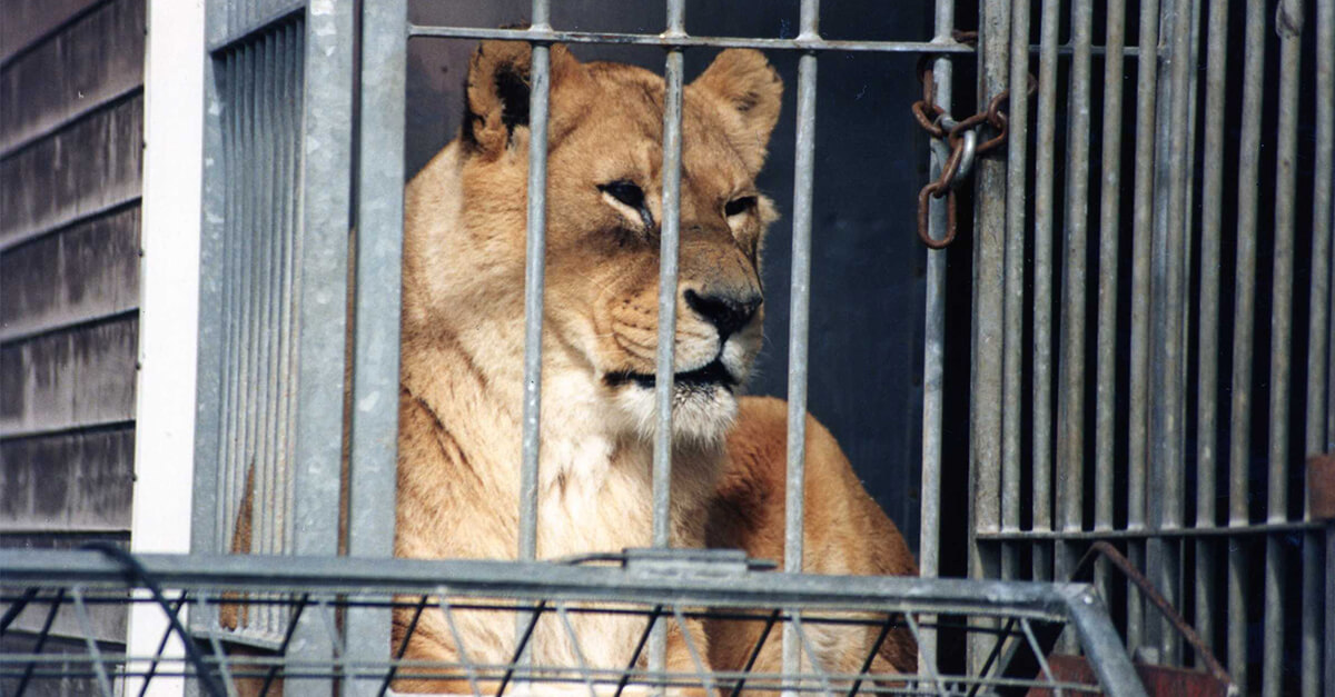 Facts for Kids About Lions Used for Entertainment | PETA Kids