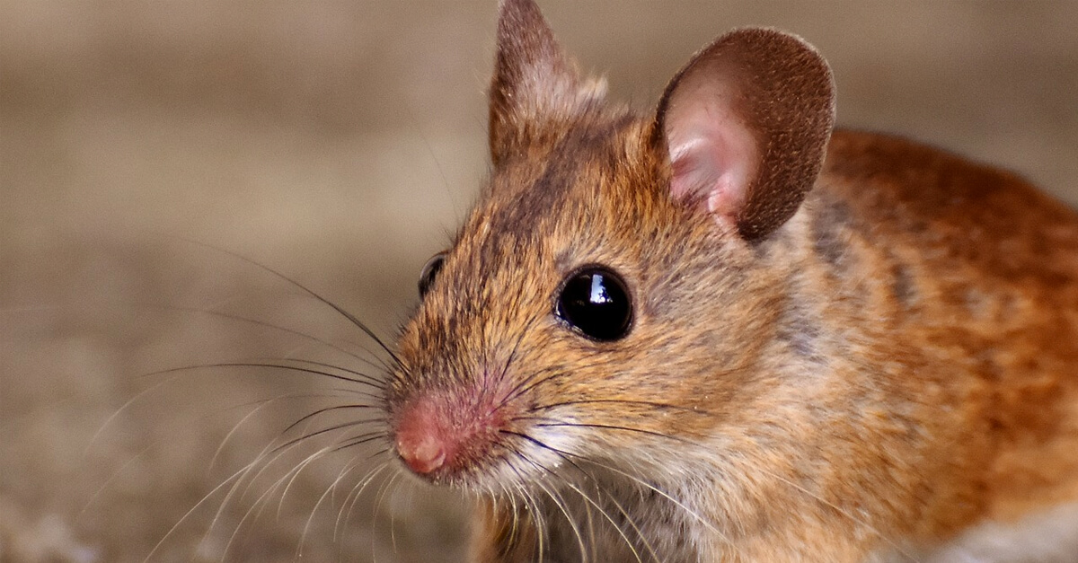 The Truth About Mice in Nature Will Surprise You | PETA Kids