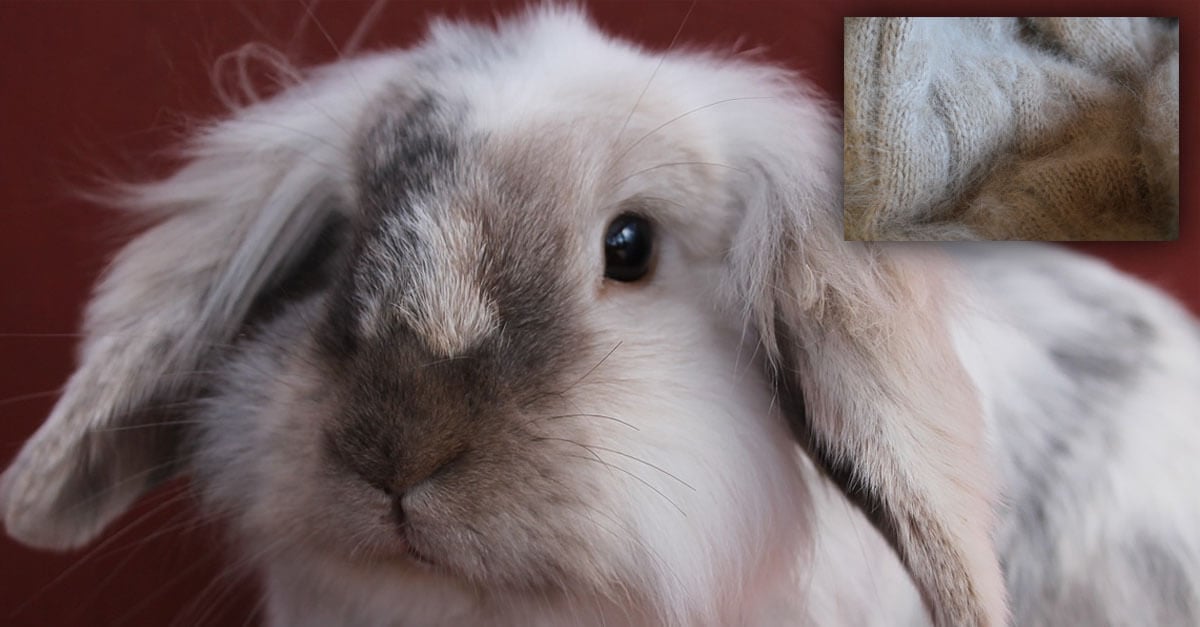 Rabbits Used for Fur Have a Tough Life | PETA Kids