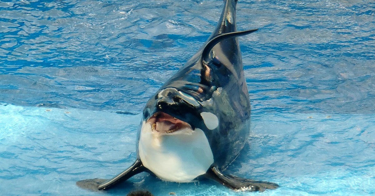 Facts for Kids About Orcas Used for Entertainment | PETA Kids
