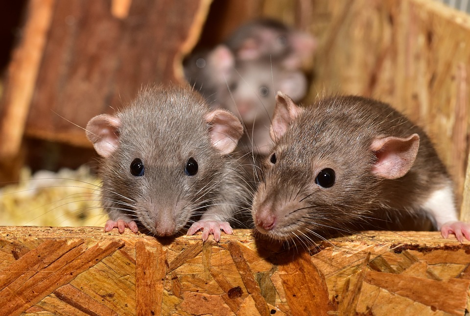 Facts for Kids About Mice and Rats Used in Experiments