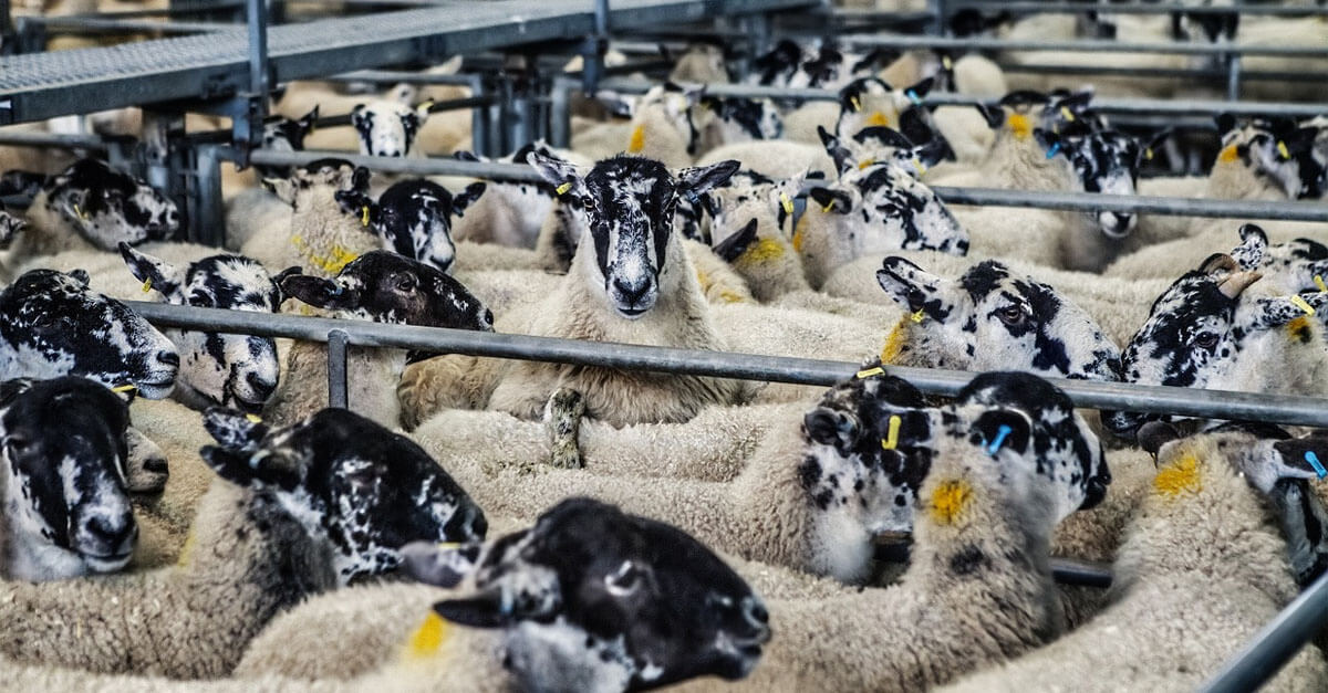 Save Sheep! | PETA Kids