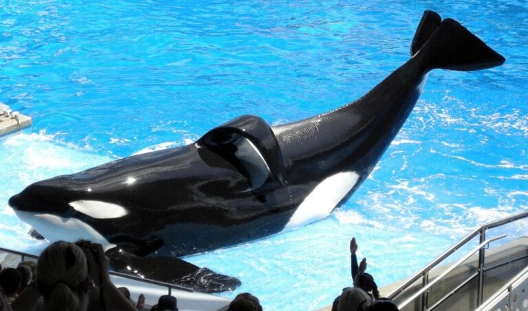 8 Shocking Facts About SeaWorld | Save the Whales | PETA Kids