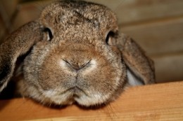 17 Rabbit Facts You Need to Know | PETA Kids