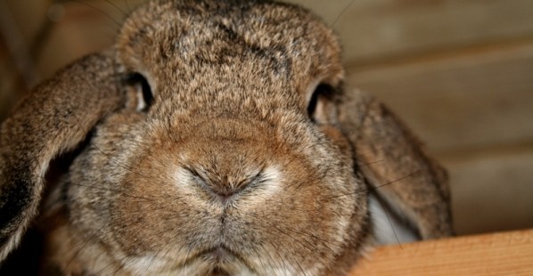 Everything You Need to Know About Classroom Dissection | Save Animals ...