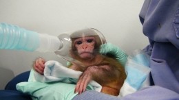 The Truth About Monkeys Used in Experiments | PETA Kids