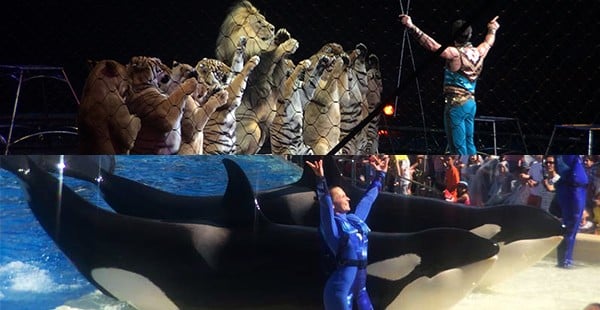 The Only Difference Between Circuses That Use Animals and SeaWorld ...