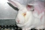 Heartbreaking: What Life Is Like for Rabbits in Laboratories ? | Save ...
