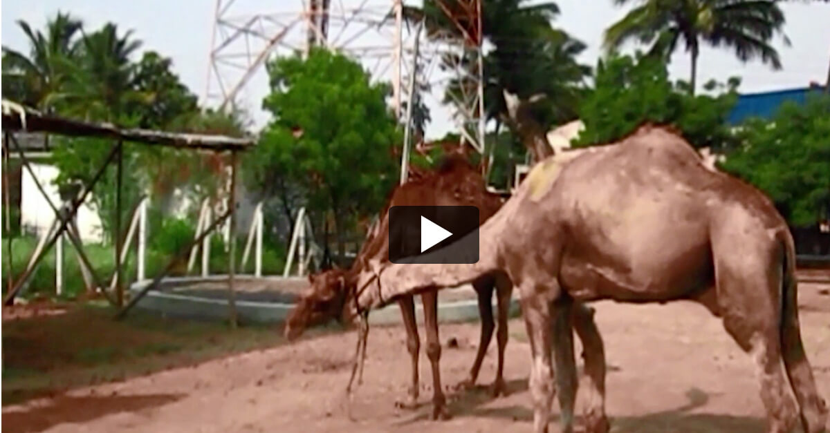 Rescued Camels Fall in Love | PETA Kids