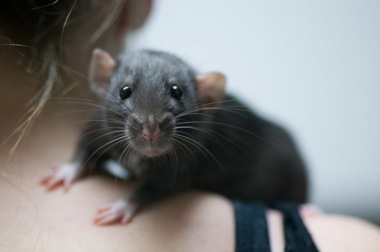 12 Fascinating Facts About Mice and Rats | PETA Kids