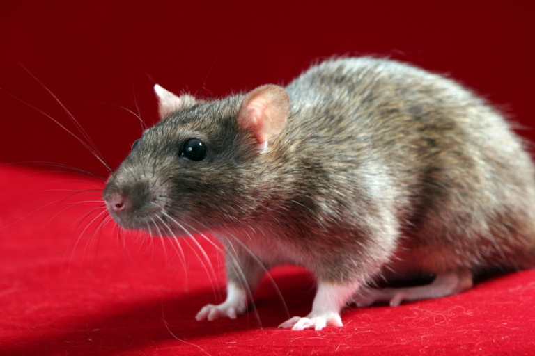 12 Fascinating Facts About Mice and Rats | PETA Kids