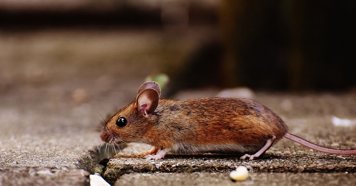 12 Fascinating Facts About Mice and Rats | PETA Kids