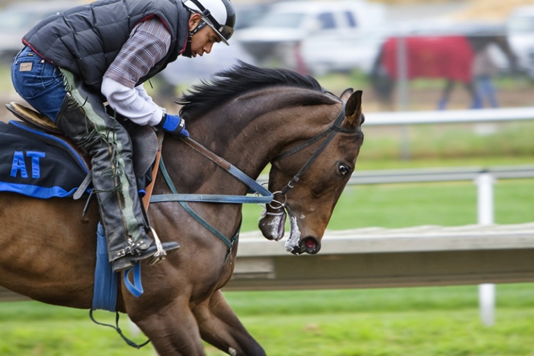 5 Reasons Why Horse Racing is Cruel | PETA Kids