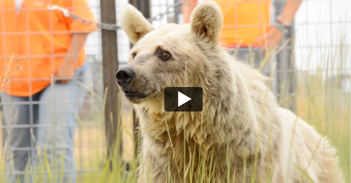 Bears Freed After Decades of Misery | PETA Kids