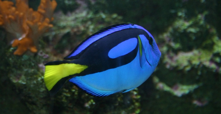 Let Fish Like Dory Live Happily in the Wild | PETA Kids