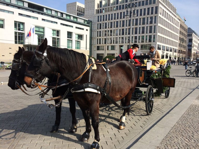8 Reasons Why Horse-Drawn Carriages Are Just Plain Wrong | PETA Kids