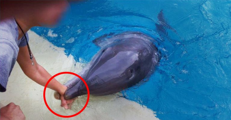 Swimming With Dolphins is Cruel | PETA Kids