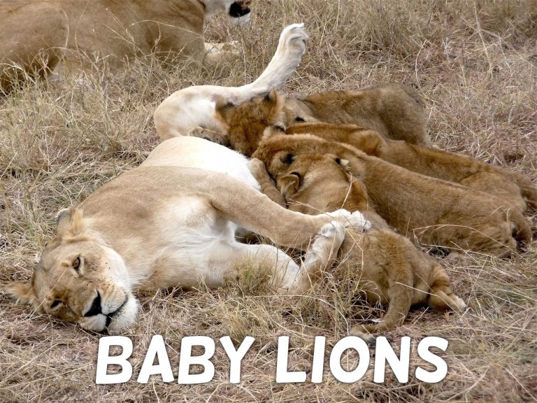 Match the Milk to the Correct Baby Animal! | PETA Kids