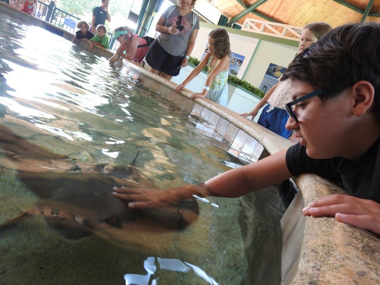 Touch Tanks Are Bad for Animals | PETA Kids