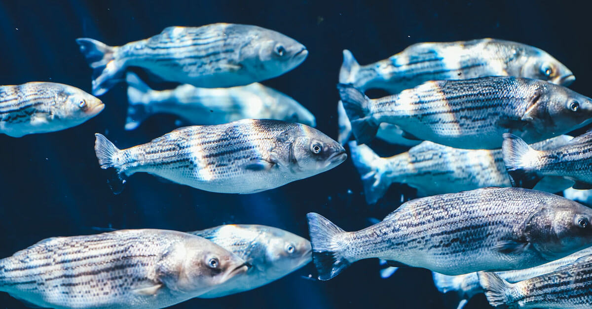These Interesting Facts About Fish Will Surprise You | PETA Kids