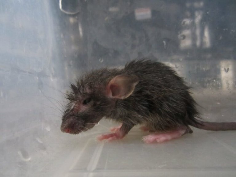 The Truth About Mice and Rats Used in Experiments | PETA Kids