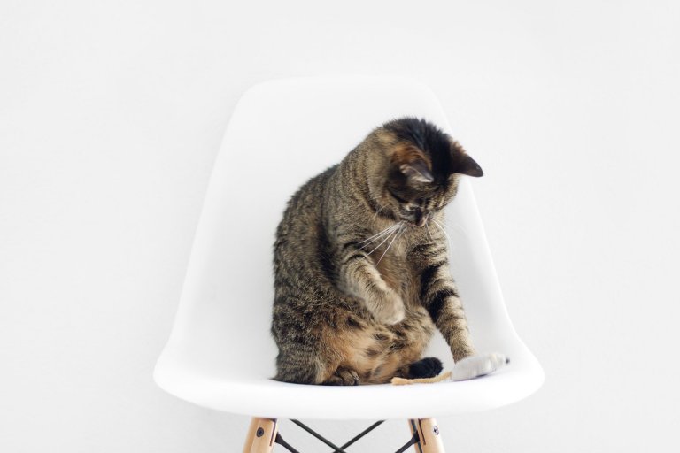 DIY Cat Toys | PETA Kids