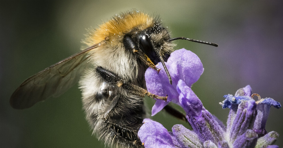 Get the Buzz on Ways to Help Bees | PETA Kids