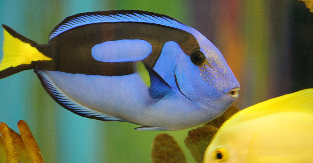 Let Fish Like Dory Live Happily in the Wild | PETA Kids