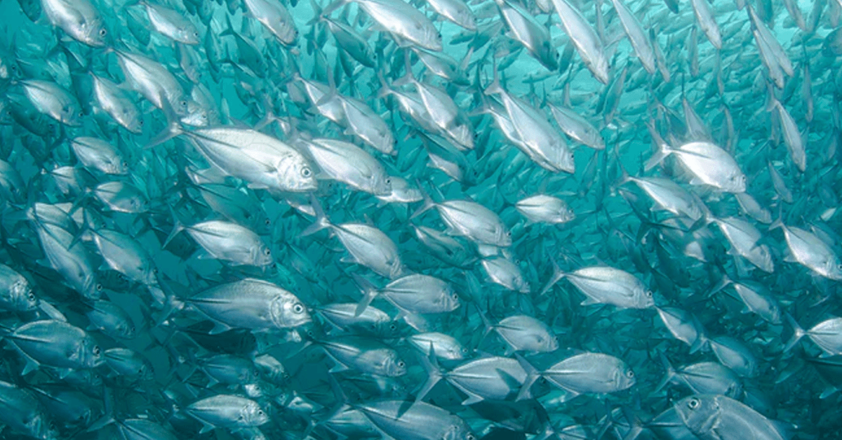 Fish Are Fascinating Animals | PETA Kids