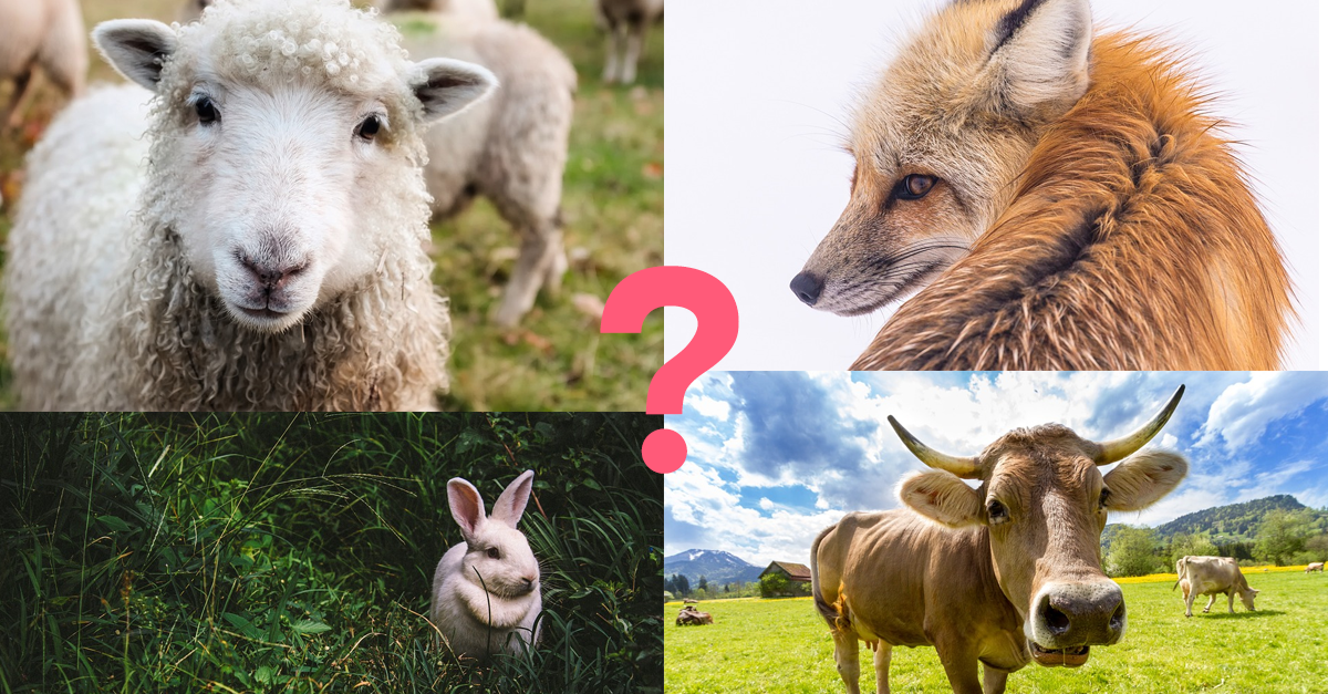 Quiz: Whose Skin Are You In? | PETA Kids