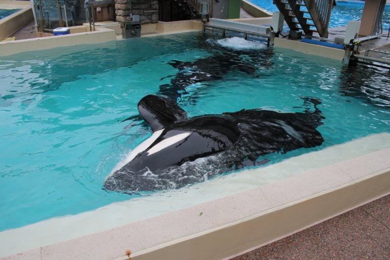 Show Love for Corky the Orca This Valentine's Day | PETA Kids