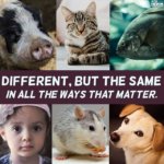 5 Examples of Speciesism—and How You Can Help Stop It! | PETA Kids