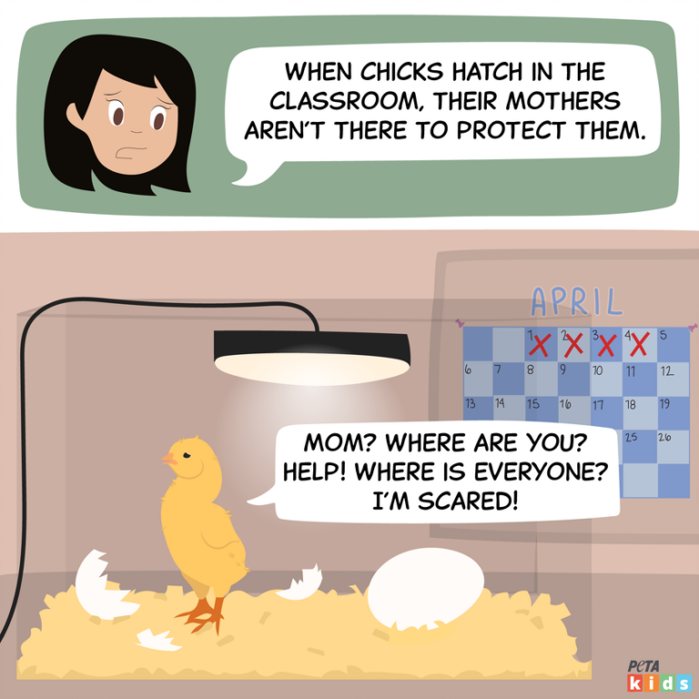 Comic: These Kids Refuse to Hatch Chicks in Class | PETA Kids