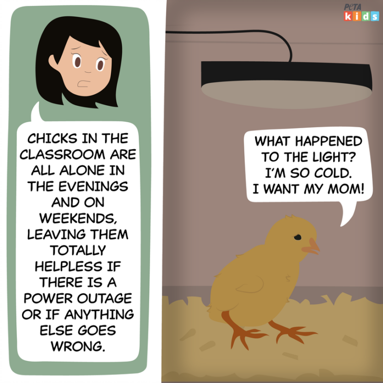 Comic: These Kids Refuse to Hatch Chicks in Class | PETA Kids
