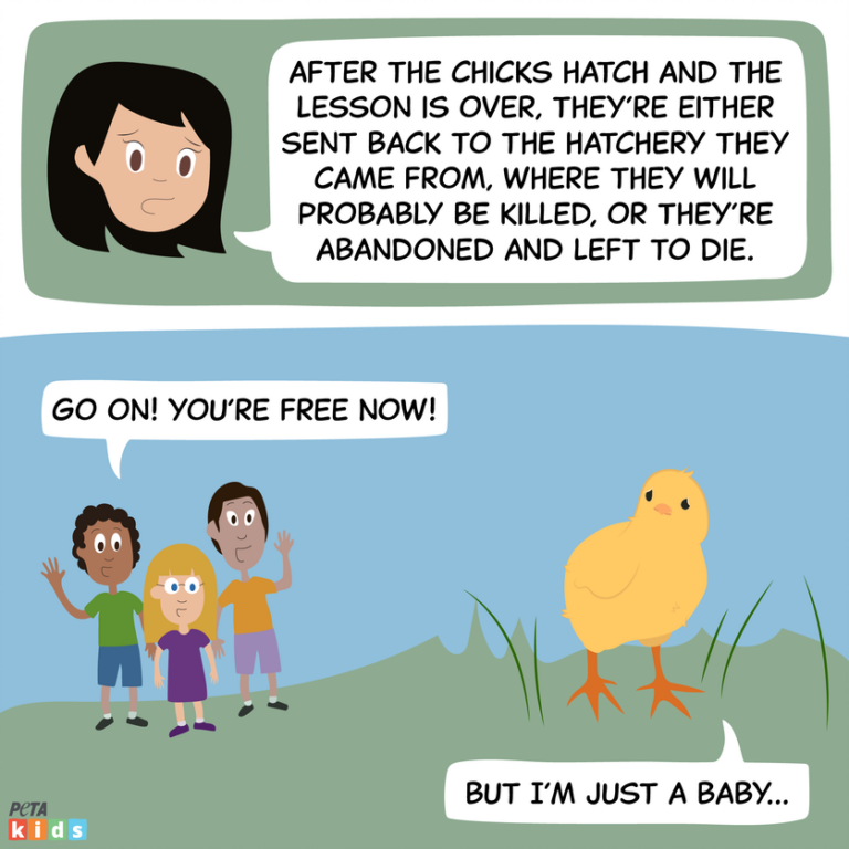 Comic: These Kids Refuse to Hatch Chicks in Class | PETA Kids