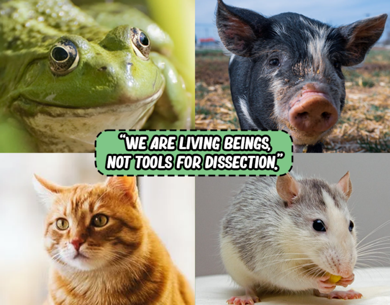 Dissection Guide: Everything You Need to Know | PETA Kids