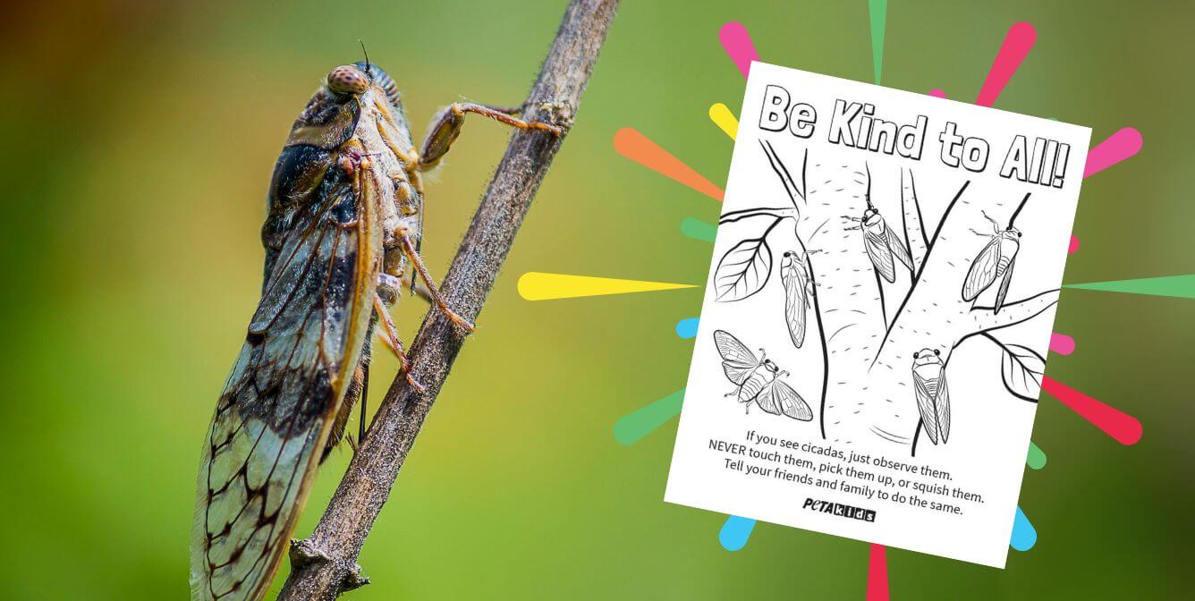 Show Cicadas Kindness With This Free Coloring Sheet | PETA Kids