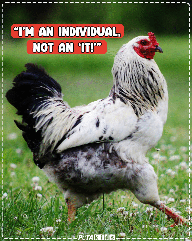 5 Ways You Can Help Chickens | PETA Kids