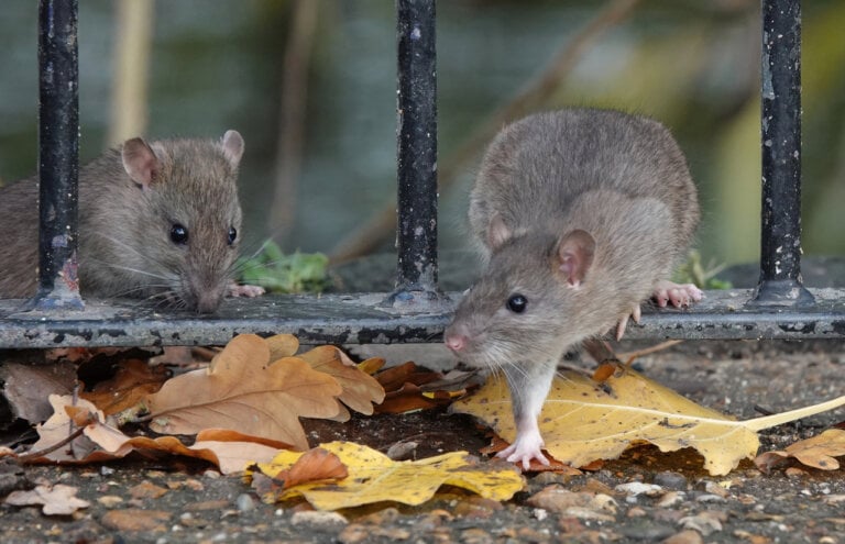 6 Ways You and Your Family Can Help Rats | PETA Kids